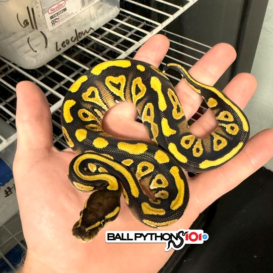 Black Head Red Stripe Phantom Het Clown Ball Python by Ball Pythons 101