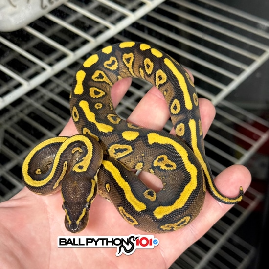 Black Head Red Stripe YB Phantom Het Clown Ball Python by Ball Pythons 101