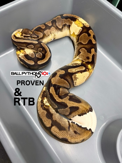 Pied Paradox *RTB & PROVEN* Ball Python by Ball Pythons 101