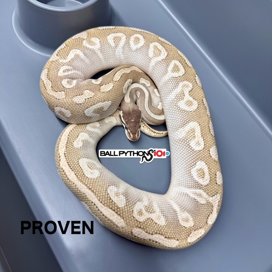 Black Head Phantom Mojave “Potion” Het Clown *PROVEN* Ball Python by ...