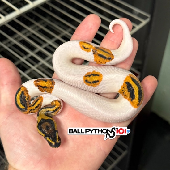 OD YB Pied Het DG Ball Python by Ball Pythons 101