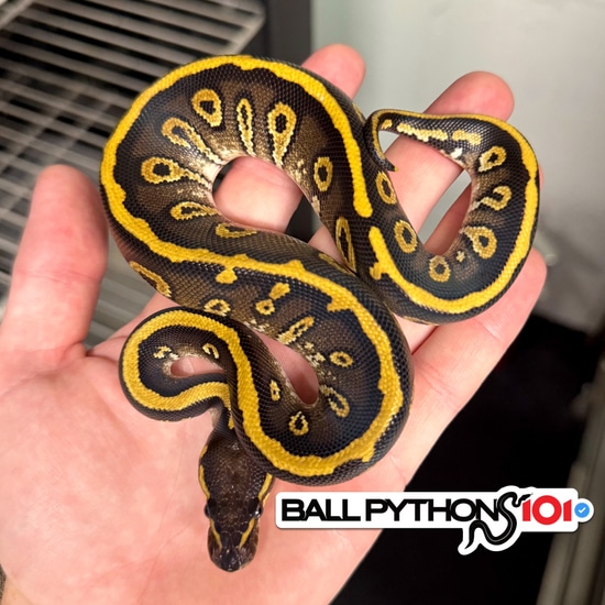 Black Head Red Stripe Yellowbelly Phantom Het Clown Ball Python by Ball ...