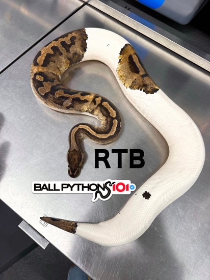 🐍 Pied RTB — Paired To OD YB DG Pied This Season! Ball Python by Ball Pythons 101