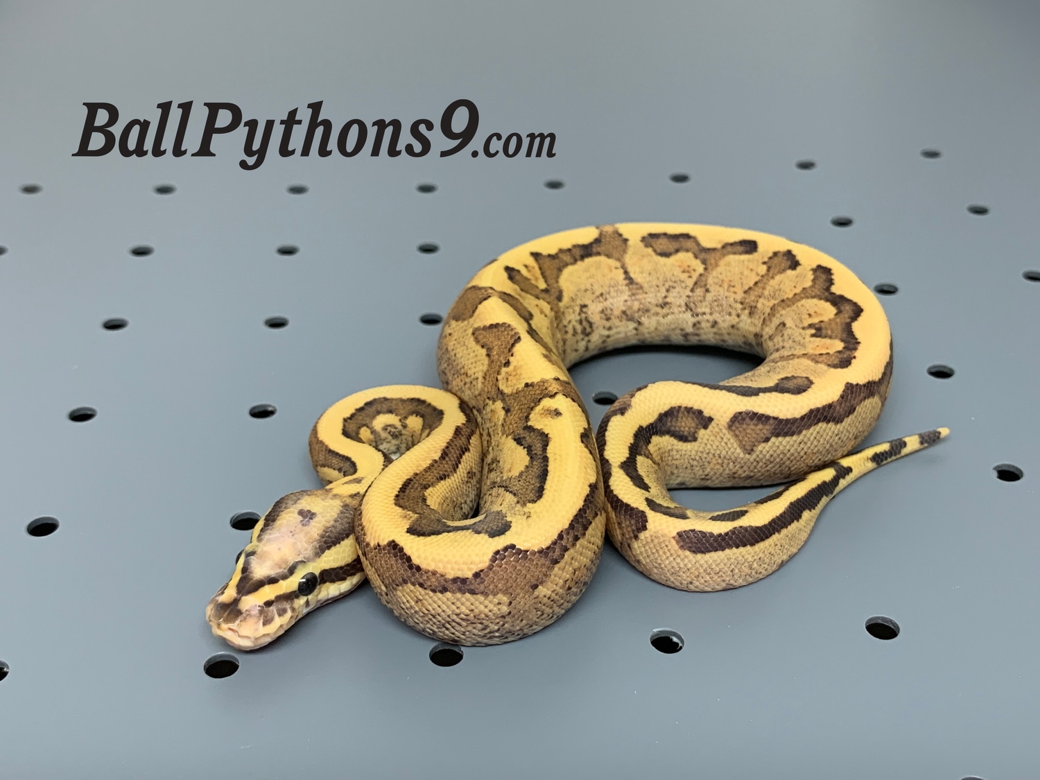 Vanilla Cream Ball Python by BallPythons9 - MorphMarket