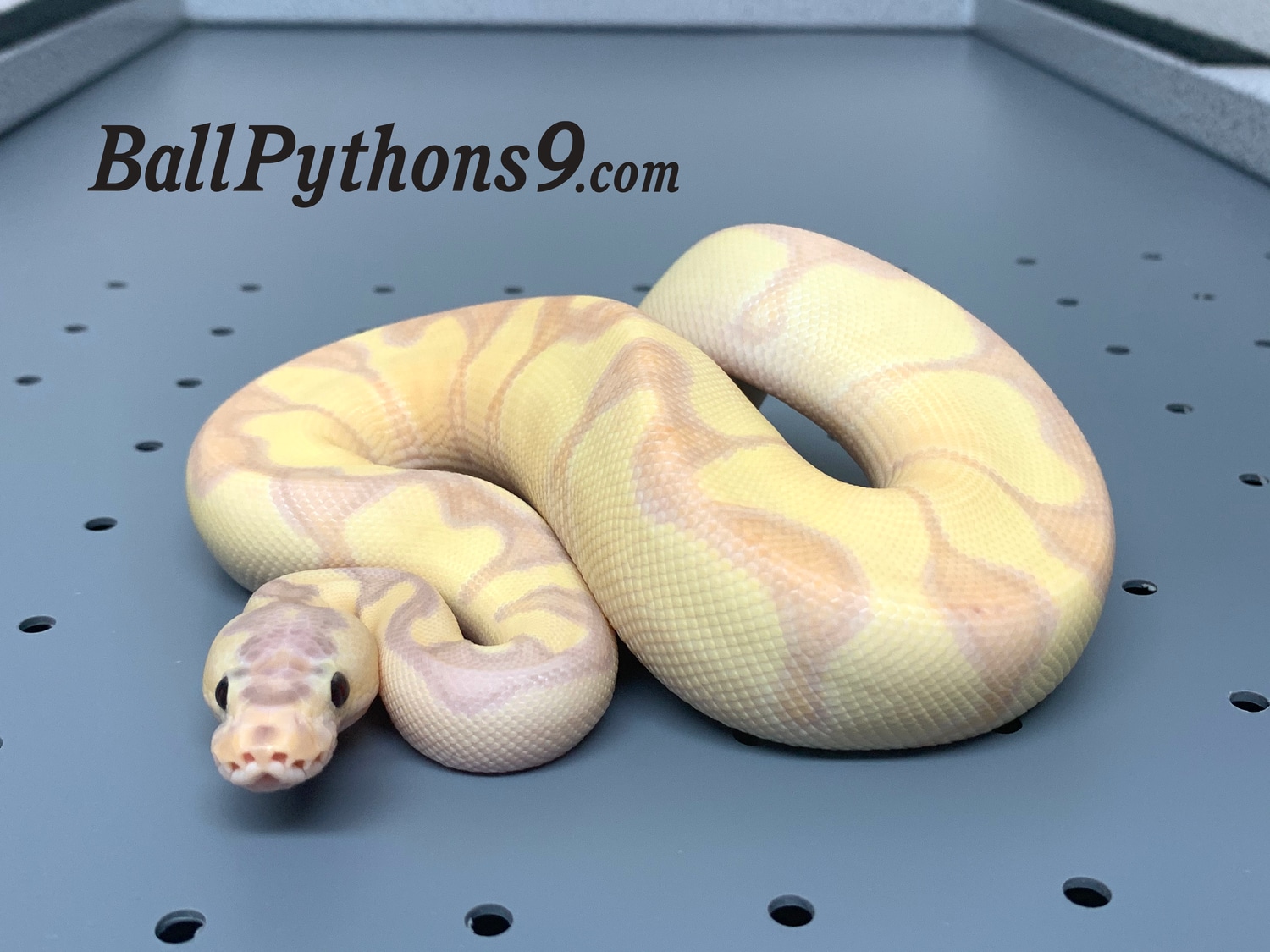 Super Banana Enchi Clown Ball Python by BallPythons9 - MorphMarket