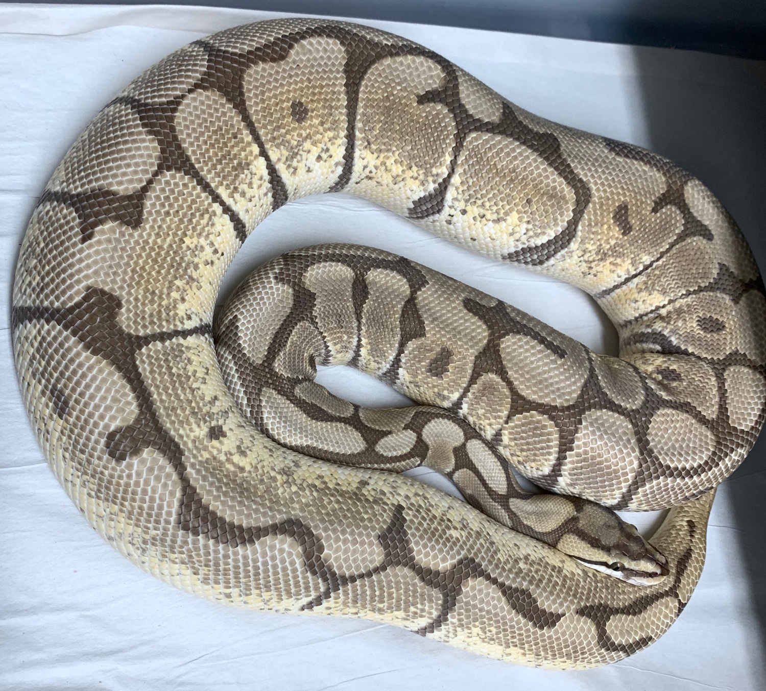Mojave Spider Ball Python by BallPythons9 - MorphMarket