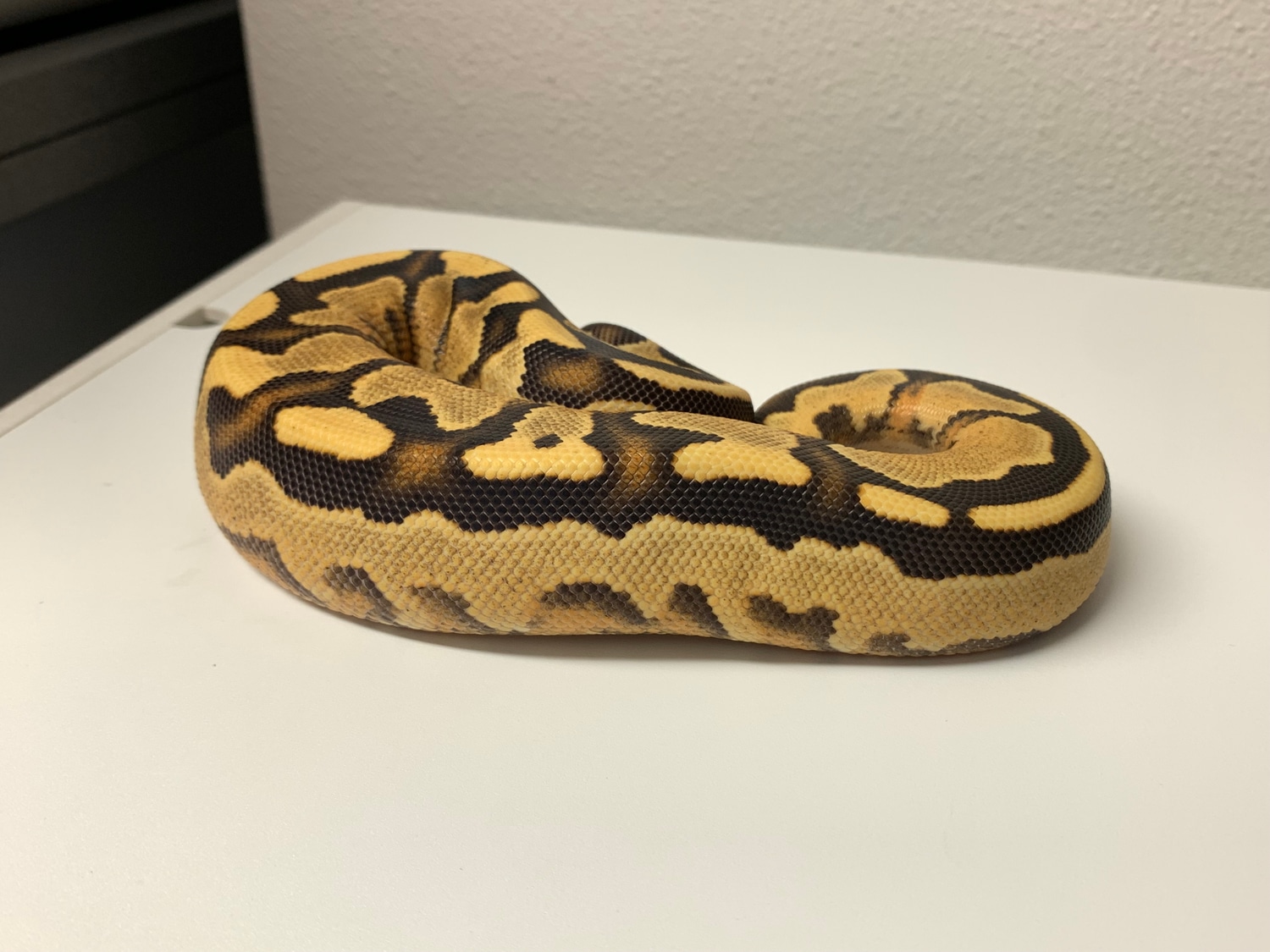 OD YB Fire Or Vanilla Ball Python by BallPythons9 - MorphMarket