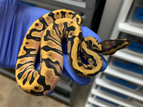Hgw Od Yb Ball Python by BallPythons9