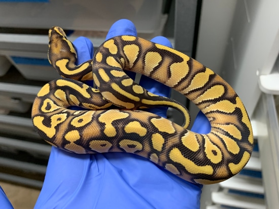 Lesser OD YB Ball Python by BallPythons9 - MorphMarket