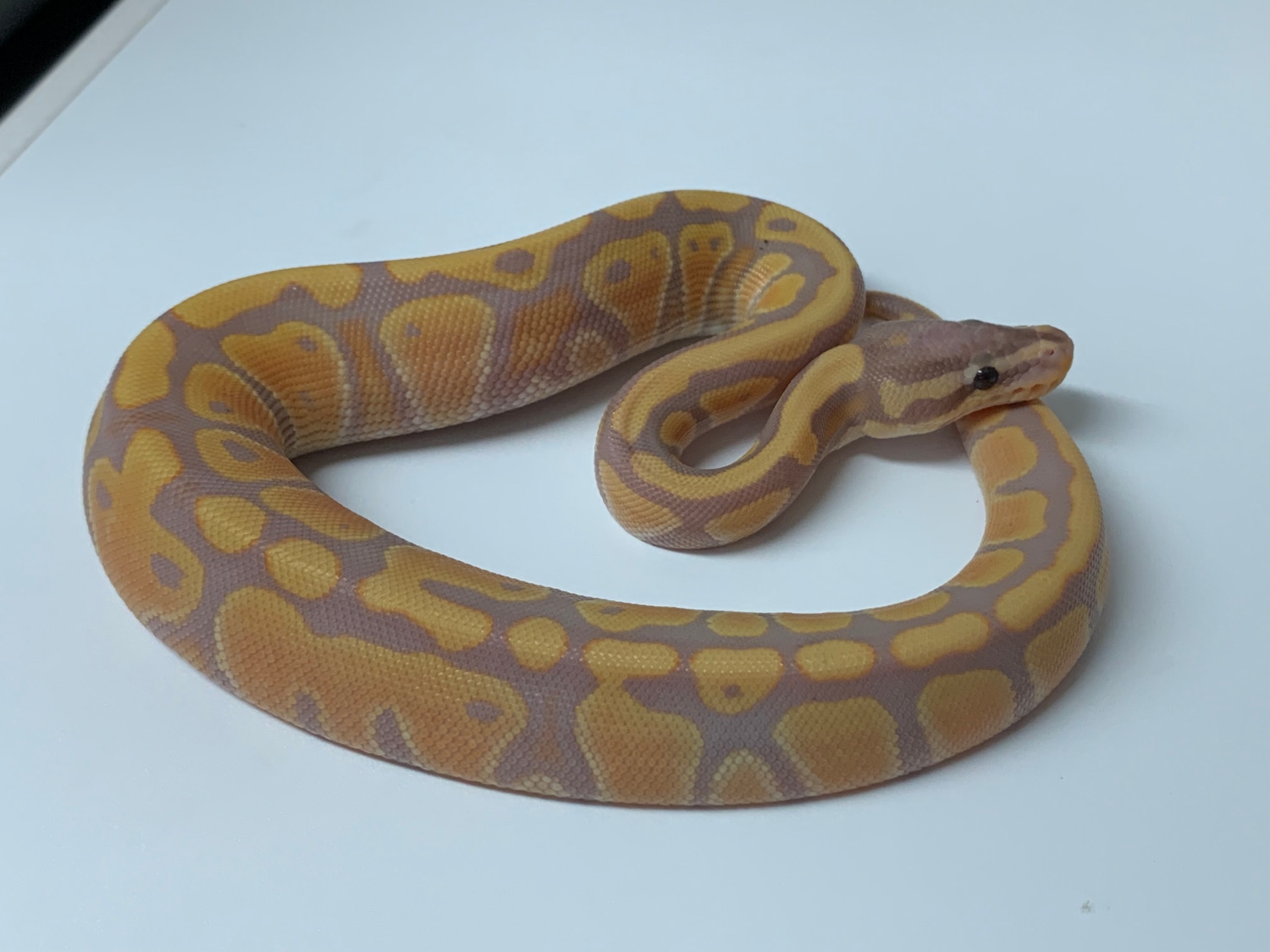 Banana Het. Clown Ball Python by BallPythons9 - MorphMarket