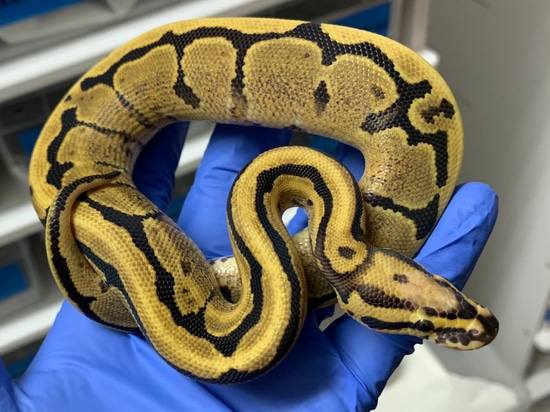 Super Vanilla Ball Python by BallPythons9