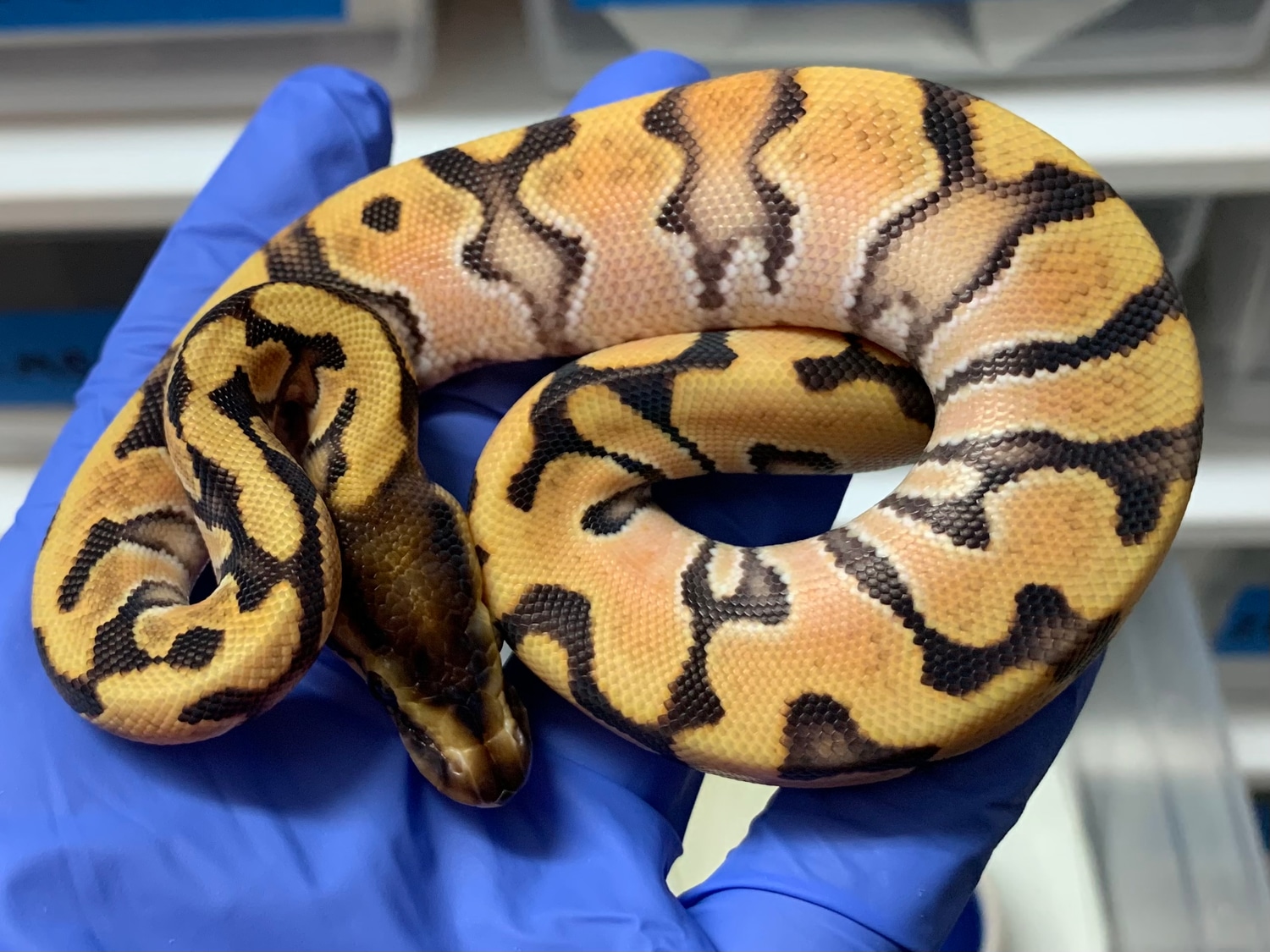 Enchi HGW OD YB Ball Python by BallPythons9 - MorphMarket