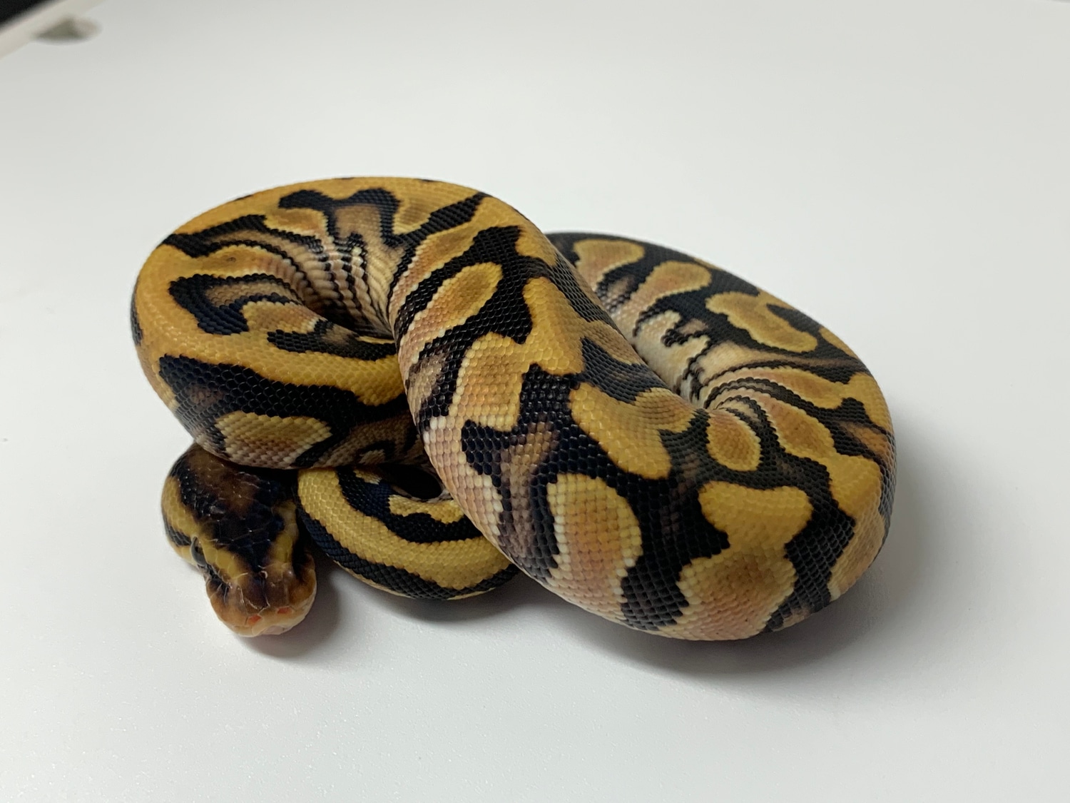 Hgw Od Yb Ball Python by BallPythons9 - MorphMarket