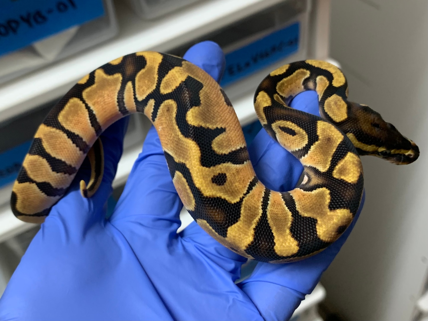 Enchi OD YB Ball Python by BallPythons9 - MorphMarket