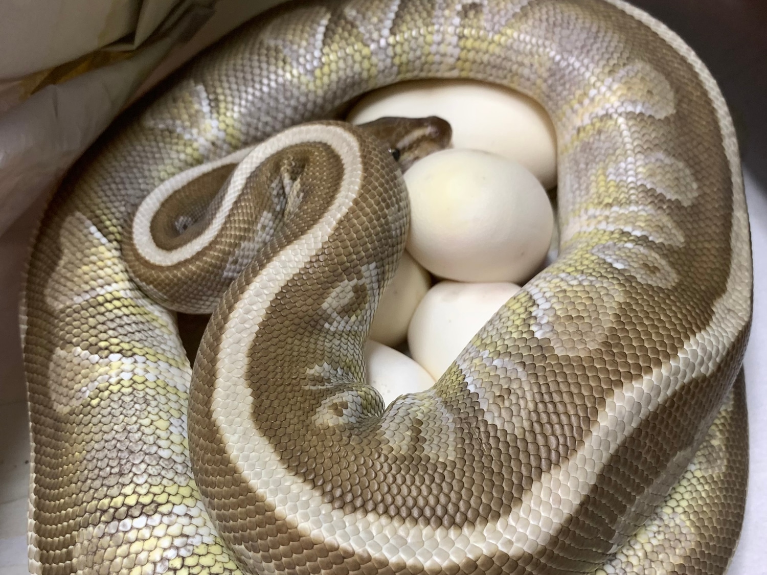 Soul Sucker (Lesser HGW)(Proven Breeder) Ball Python by BallPythons9 ...