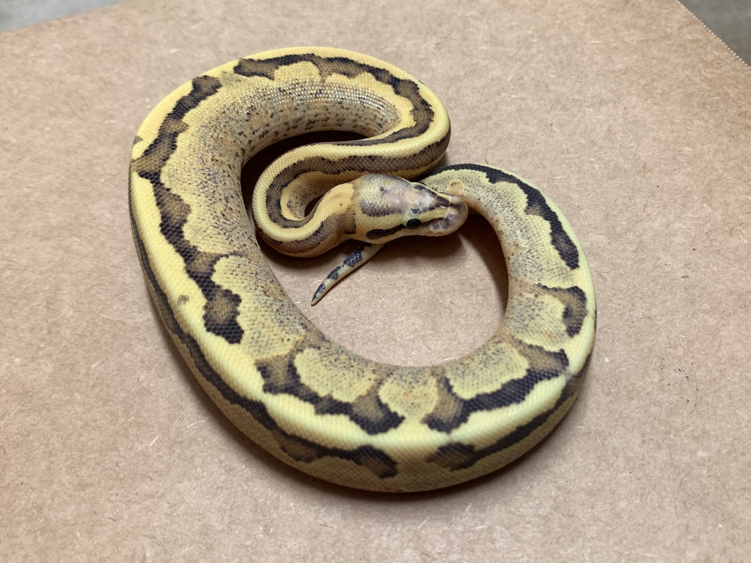 Vanilla Cream Ball Python by BallPythons9 - MorphMarket