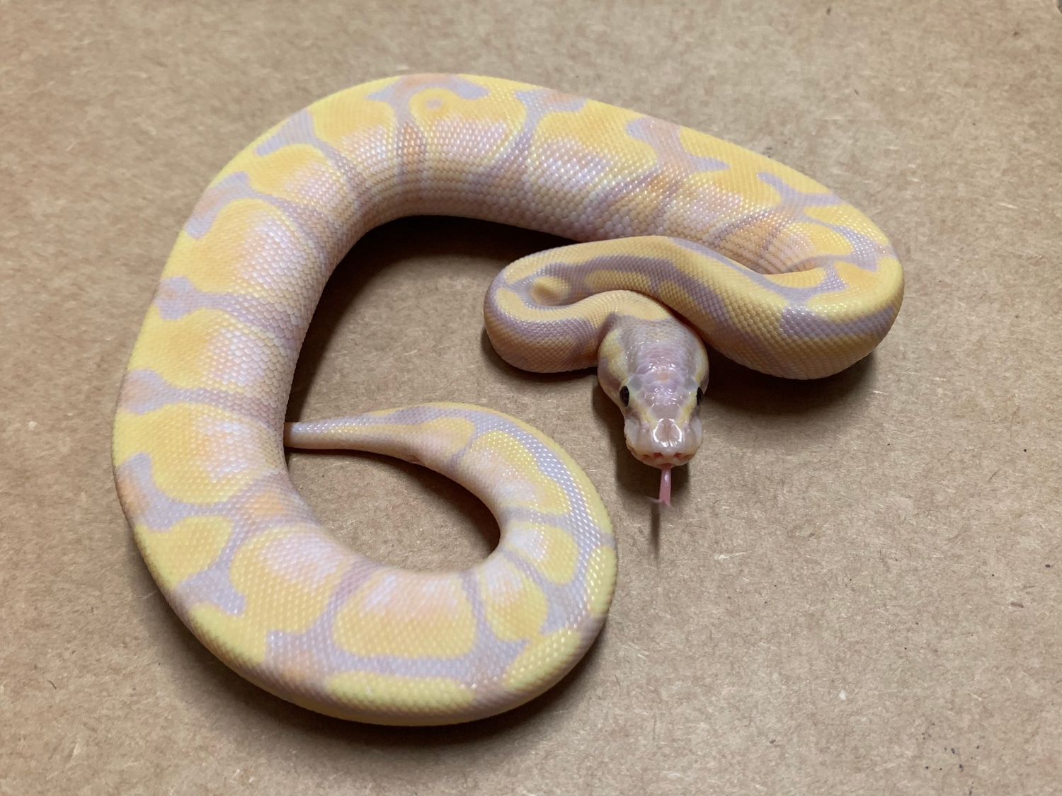Super Banana Enchi Het. Clown Ball Python by BallPythons9 - MorphMarket