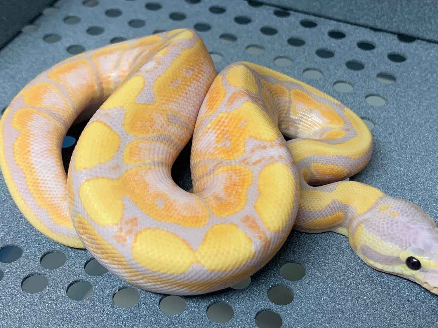 Vanilla Banana 50% Het. Clown Ball Python by BallPythons9 - MorphMarket