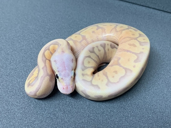 Super Vanilla Banana Super Pastel 50% Het. Clown Ball Python by ...