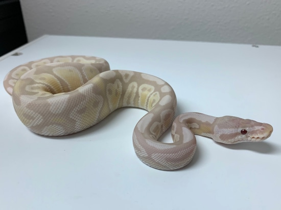 Lavender Snow (VPI) Ball Python by BallPythons9