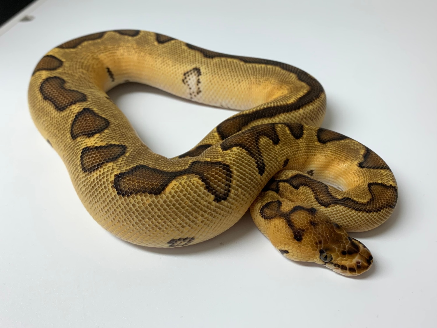 Enchi Clown Ball Python by BallPythons9 - MorphMarket