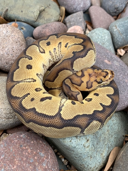 Vanilla Clown Ball Python by BallPythons9