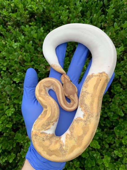 Banana Pied Ball Python by BallPythons9