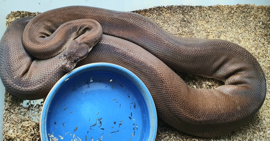 Super Cinnamon Ball Python by Ballpythonsrus