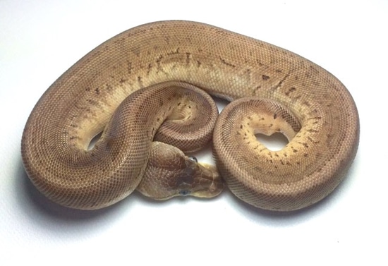 Pewter Pinstripe Ball Python by Ball Python Shed