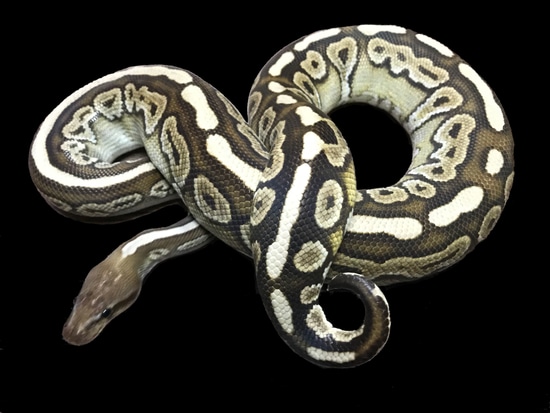 HGW Cinnamon Special Ball Python by Ball Python Shed