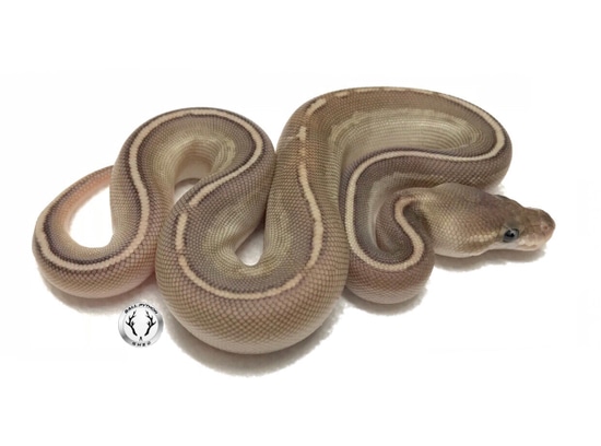 Worlds First! Super Cinnamon Lesser Bongo Ball Python by Ball Python Shed