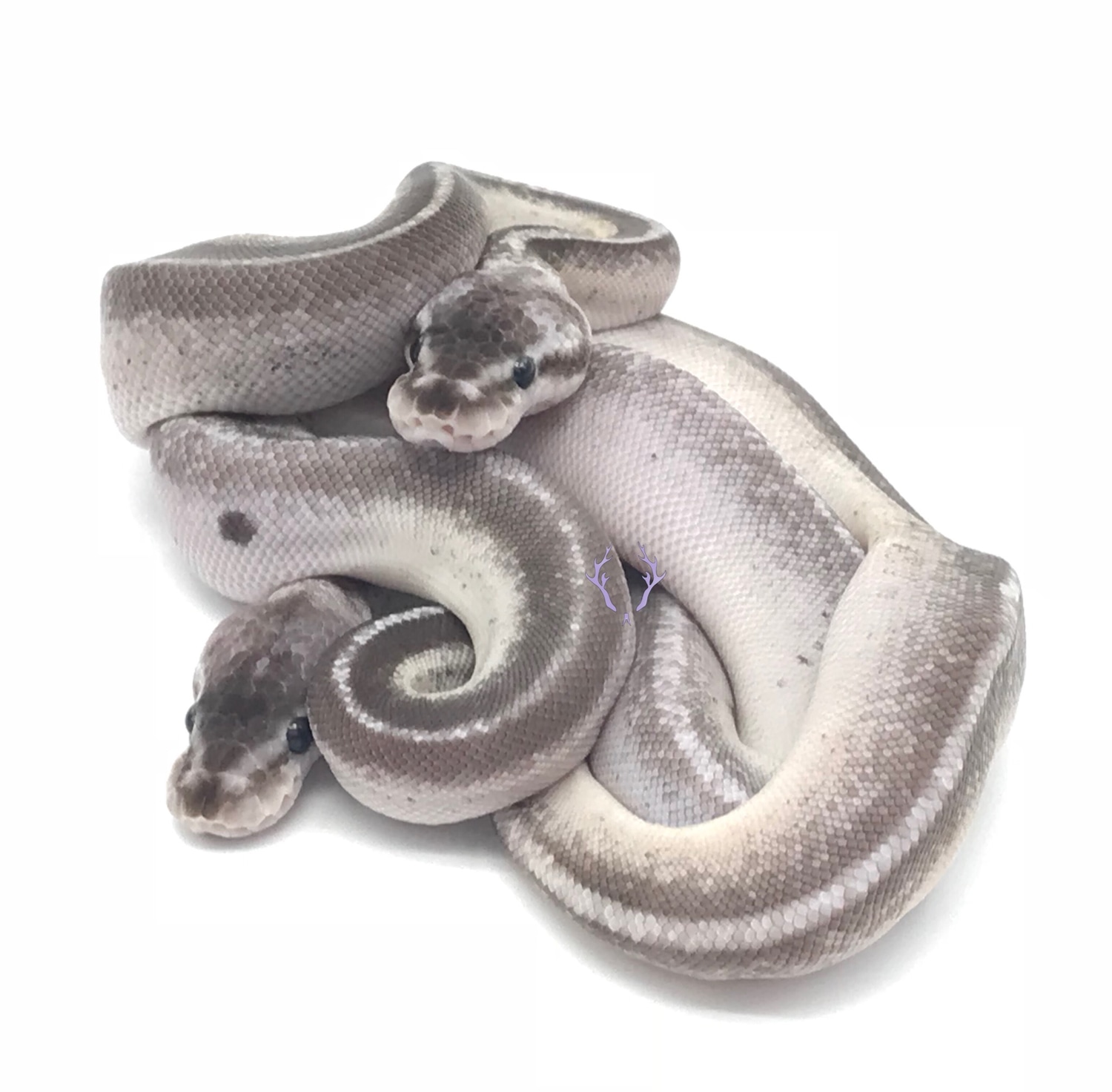 Pewter Bongo Females Ball Python by Ball Python Shed - MorphMarket