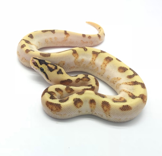 Cinnamon Spider Enchi Asphalt Yellowbelly Male Ball Python by Ball ...