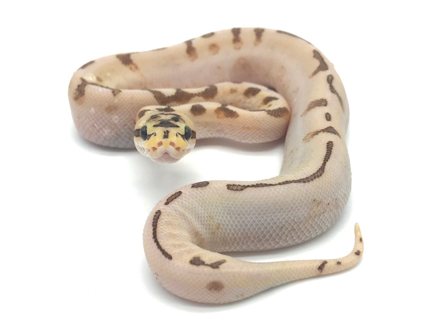 Cinnamon Spider Enchi Asphalt Yellowbelly Male Ball Python by Ball ...