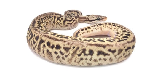 Spotnose Calico Leopard Pastel 100% Het Clown Femake Ball Python by ...