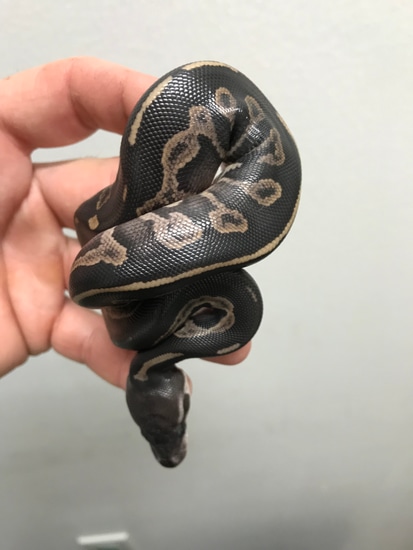 Blackhead Cinnamon Yellow Belly Ball Python by Ball Python Shed