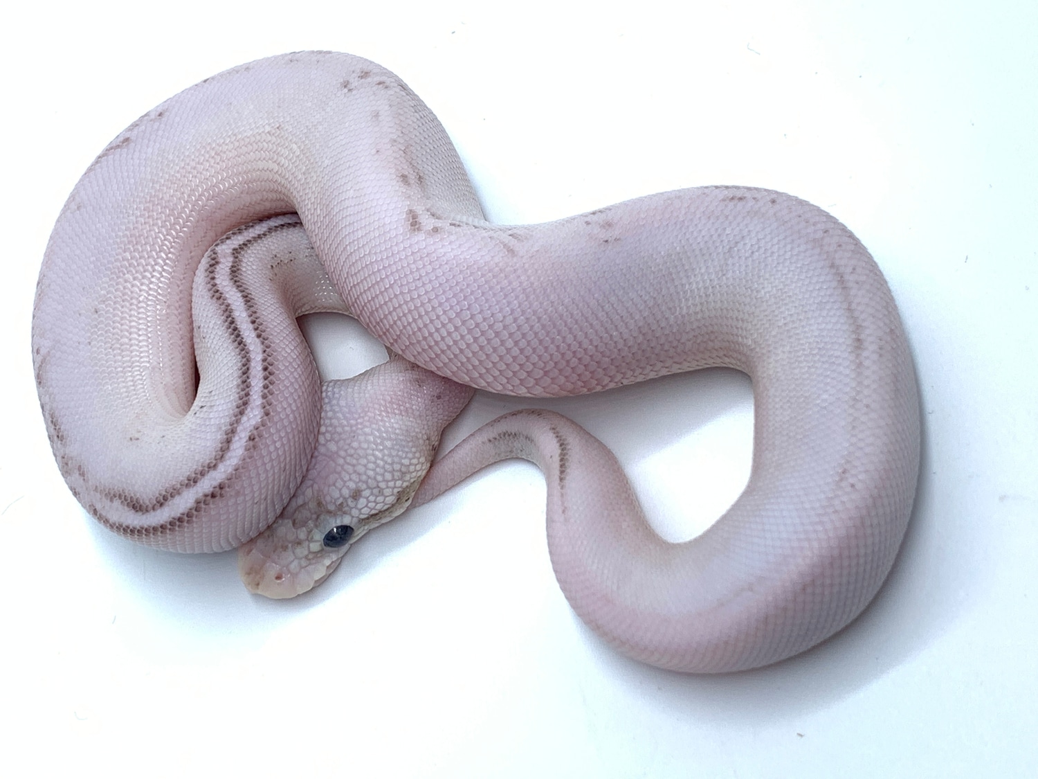 Pewter Freeway Ball Python by Ball Python Shed - MorphMarket