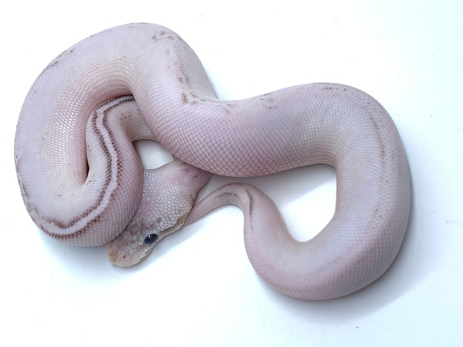 Pewter Freeway Ball Python by Ball Python Shed - MorphMarket