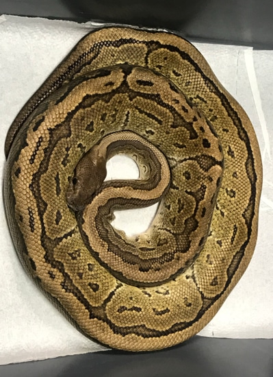 Cinnamon Pinstripe 💯 Het Sunset Ball Python by Ball Python Shed