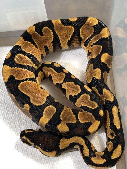 Chocolate Blade YB Het Clown 50% Het Pied Ball Python by Ball Python Shed