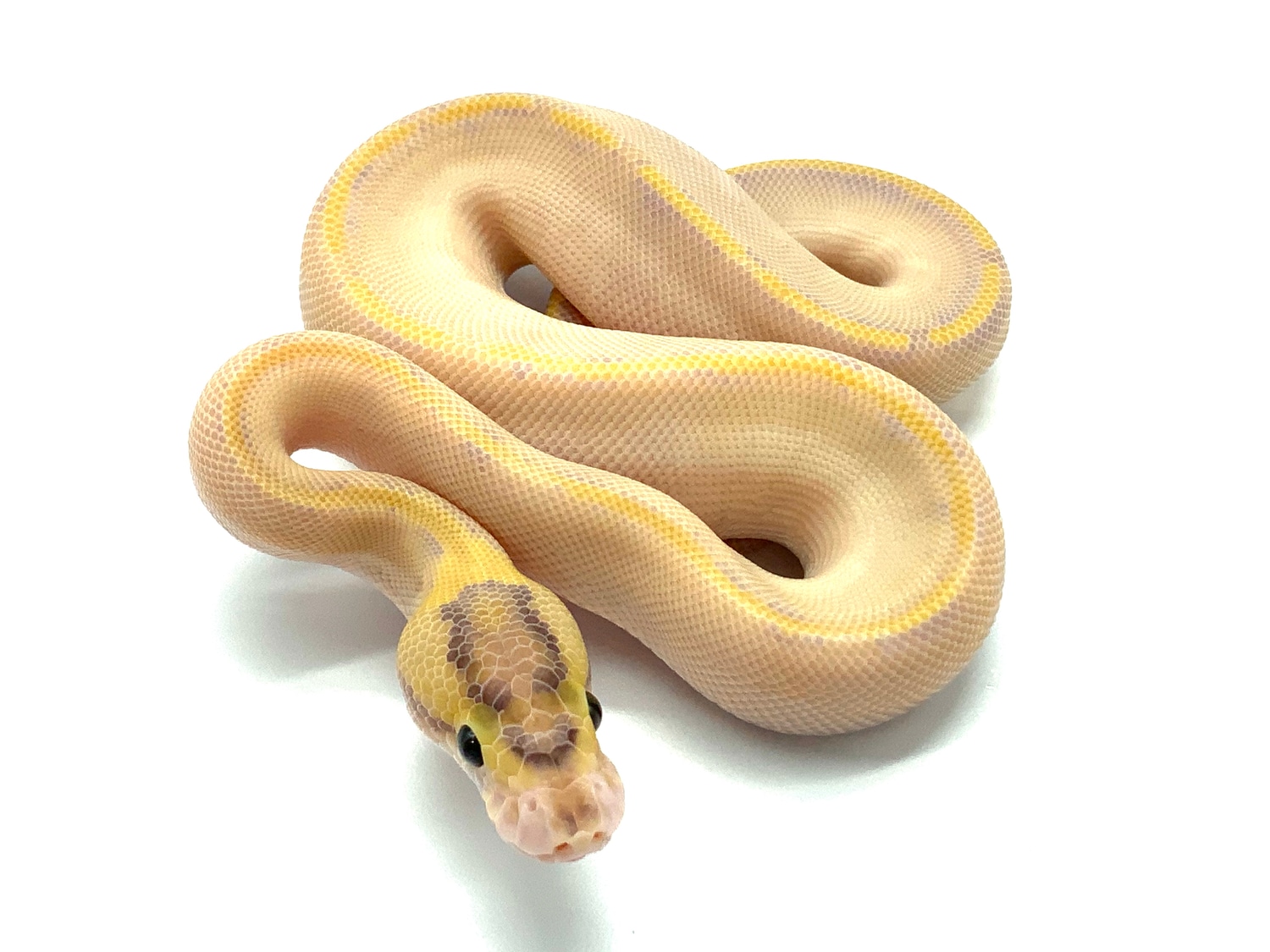 Enchi Ivory Ball Python by Ball Python Shed - MorphMarket