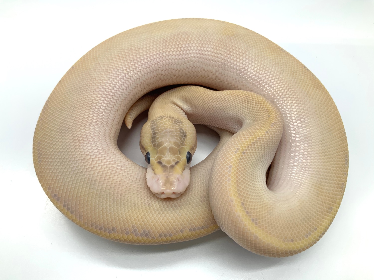 Ivory Het Clown Ball Python by Ball Python Shed - MorphMarket