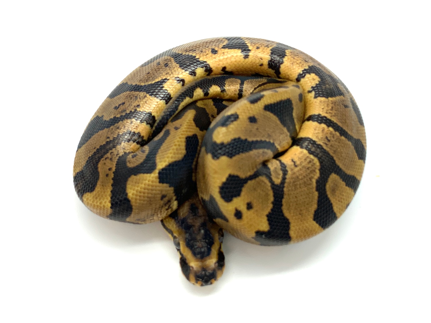 Acid YB Ball Python by Ball Python Shed - MorphMarket