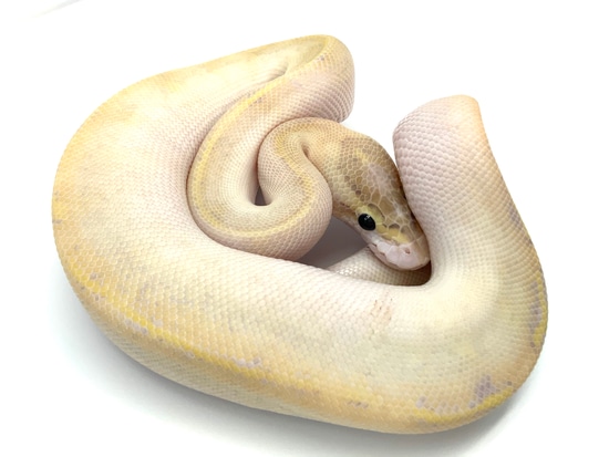 Ivory Het Clown Ball Python by Ball Python Shed