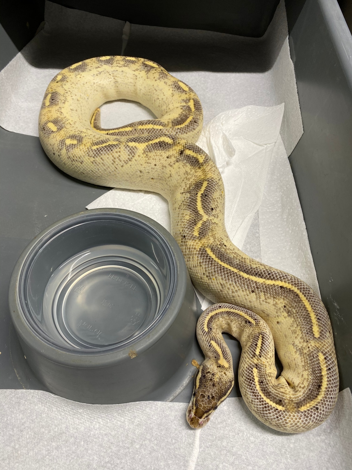 Freeway Ball Python by Ball Python Shed - MorphMarket