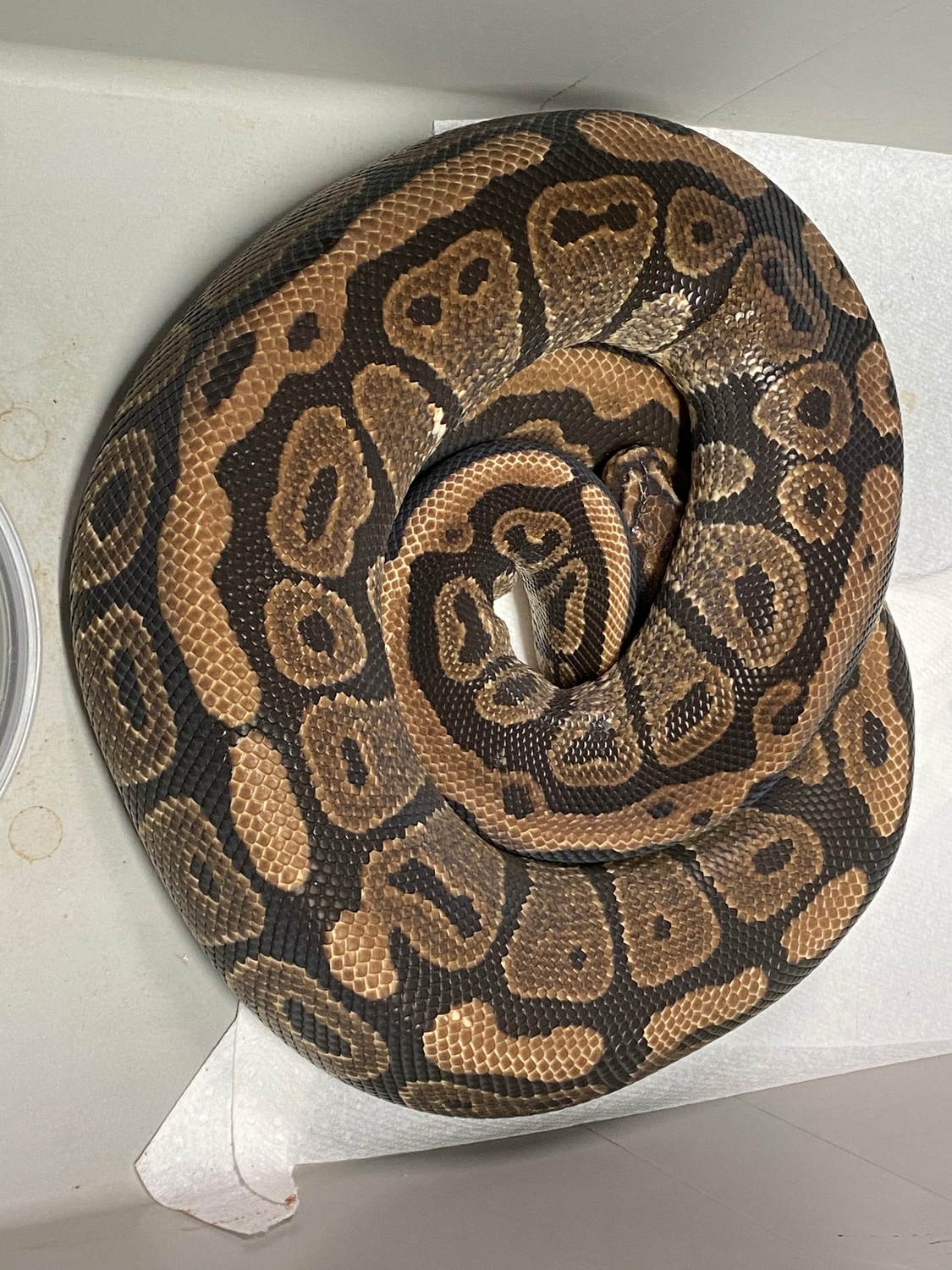 Spotnose Ball Python by Ball Python Shed - MorphMarket
