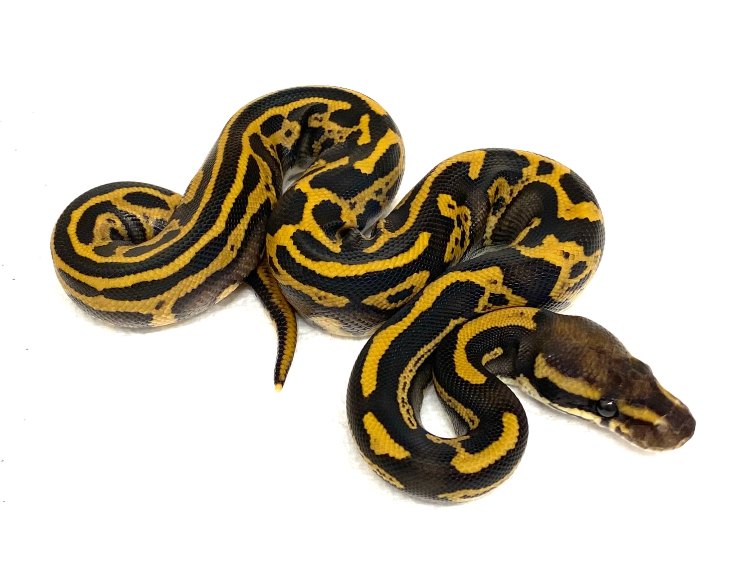 Acid Leopard Mojave Ball Python by Ball Python Shed - MorphMarket