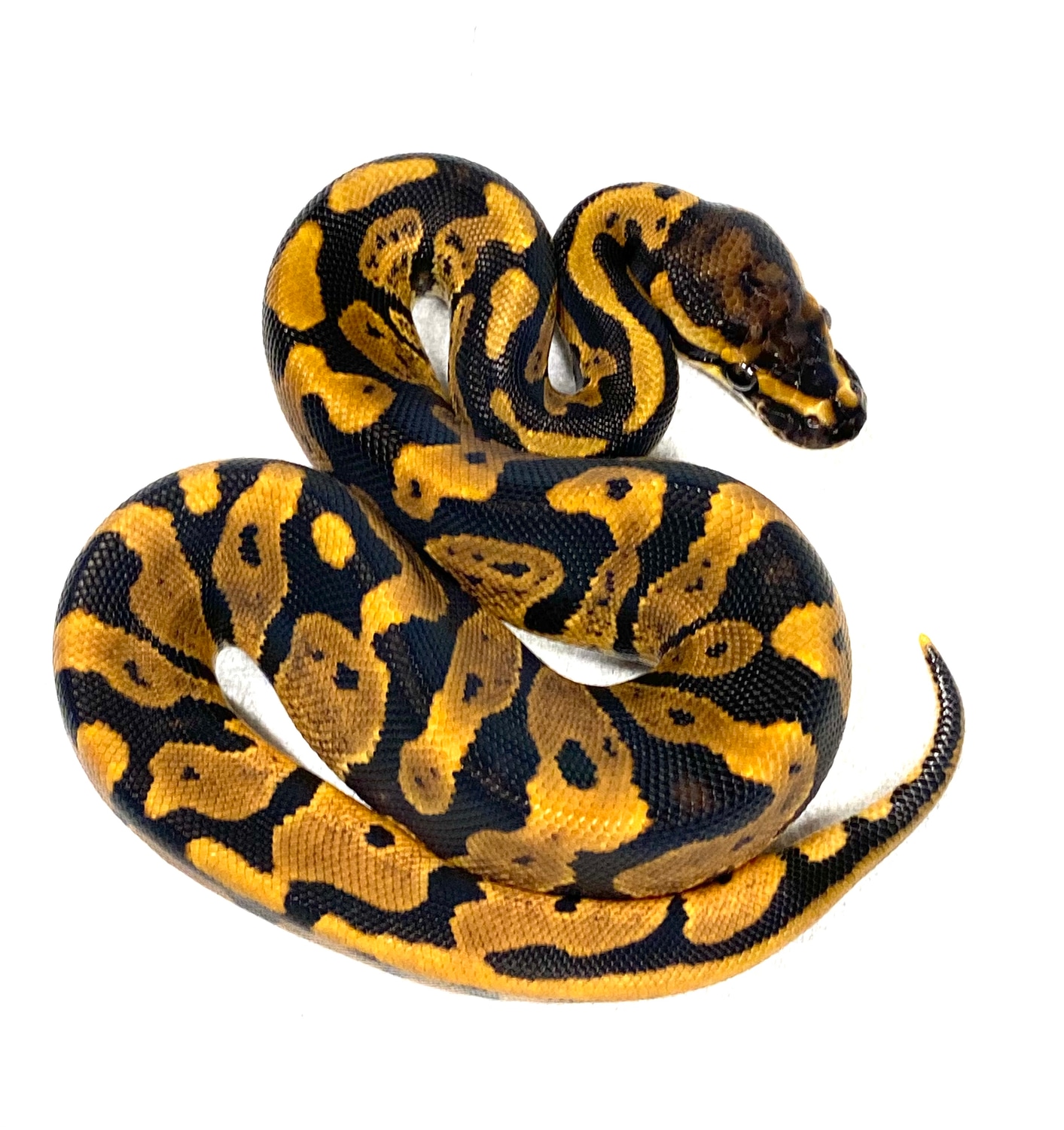 Acid Poss OD Ball Python by Ball Python Shed - MorphMarket
