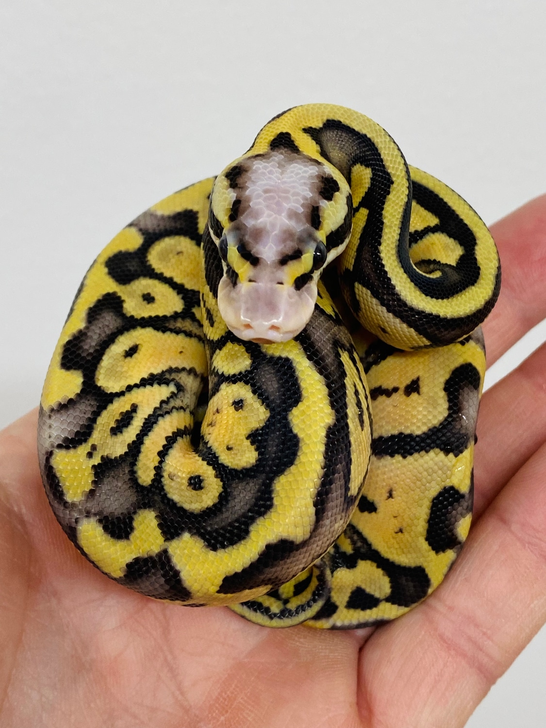 Super Pastel Spotnose 💯 Het DG 50% Het Cryptic Ball Python by Ball ...