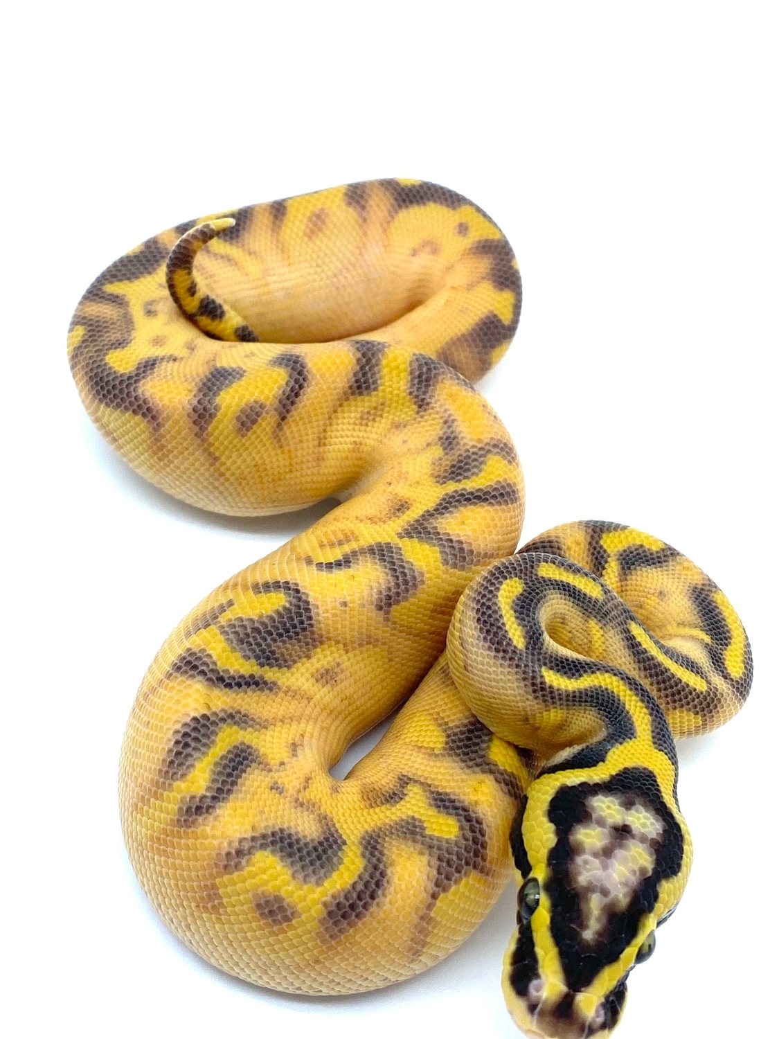 Pastel Enchi Freeway Ball Python by Ball Python Shed - MorphMarket